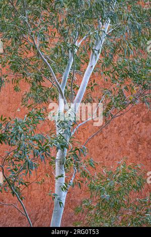 Arkosic sandstone face of Uluru contrasting with the foliage and silver ...