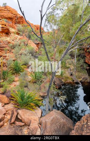 Kings Creek at the base of the north arm of Kings Canyon lined with ...