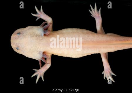 Top view of closeup of albino Mexican axolotl salamander with black ...