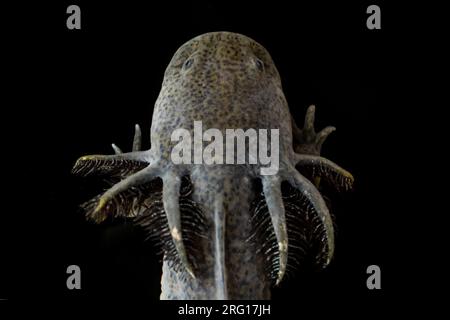 Closeup of grown up Mexican Axolotl salamander with eyes gray skin ...