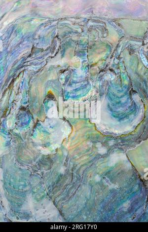 Macro photograph of the colorful inner surface of a Green Mexican ...
