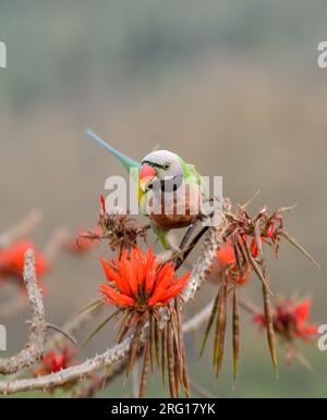 Male Southeast Asian Red Breasted or Banded Parakeet (Psittacula ...