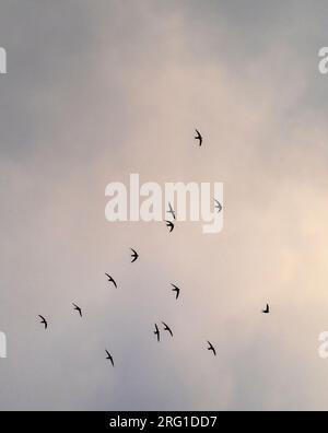 A flock of Common Swift, Apus apus flying over Ambleside, Lake District ...
