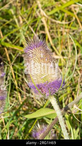Teasel in flower Stock Photo - Alamy