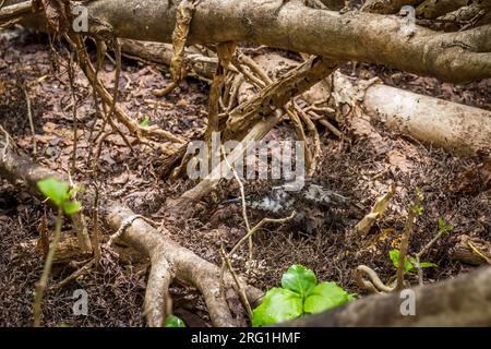 Seeds of Pisonia tree Sticking on Feathers of Black Noddy Tern Bird on ...