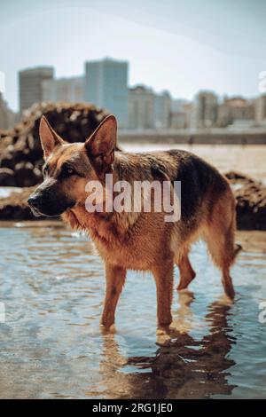 German Shepherd dog running, swimming and having fun at the beach, Cape ...