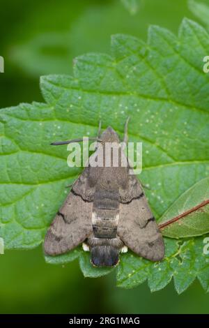 Hummingbird hawk-moth, Taubenschwänzchen, Moro-sphinx, Macroglossum ...