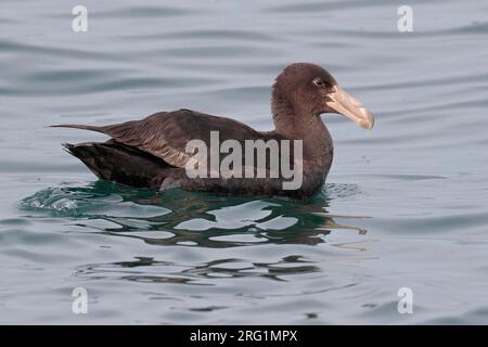Juvenile Southern Giant Petrel (Macronectes giganteus) on Useful Island ...