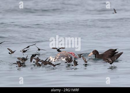 Feeding Southern Giant Petrels, Macronectes giganteus,brown Skua ...