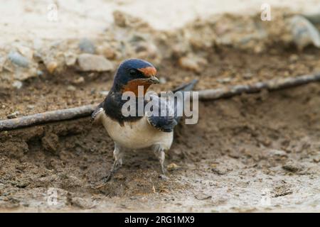 Mud collecting adult Barn Swallow (Hirundo rustica rustica) standing on ...