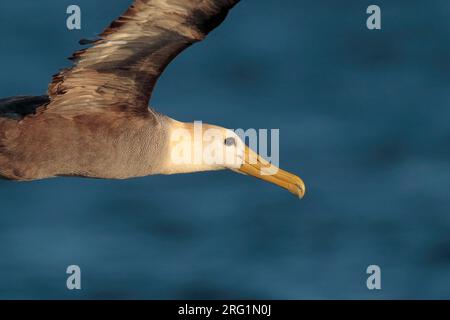 Waved Albatross (Phoebastria irrorata), side view - in flight at sea ...