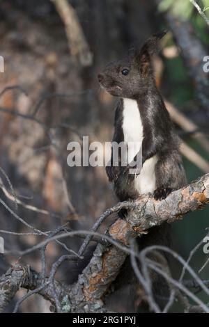 Adult Eastern Red Squirrel (Sciurus vulgaris fusconigricans) in Russia ...