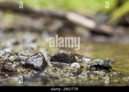 Carabus variolosus nodulosus - Grubenlaufkäfer, Germany (Bavaria ...