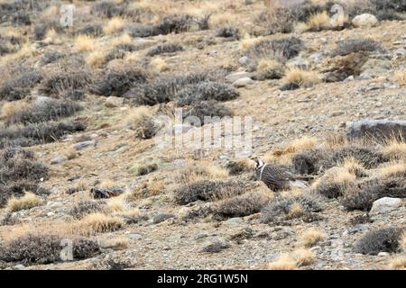 Adult male Himalayan Snowcock (Tetraogallus himalayensis incognitus) in ...