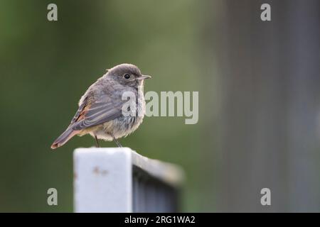 Presumed hybrid juvenile Black Redstart x Common Redstart (Phoenicurus ...