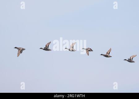 Falcated Ducks (Mareca falcata), Russia (Burjatia), adult, male Stock ...
