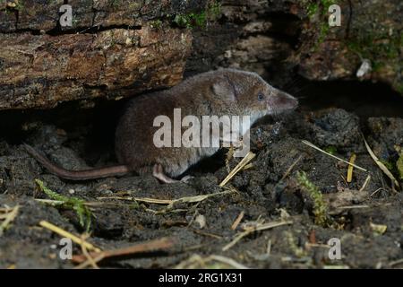 common shrew foraging for invertebrate food at night Stock Photo - Alamy
