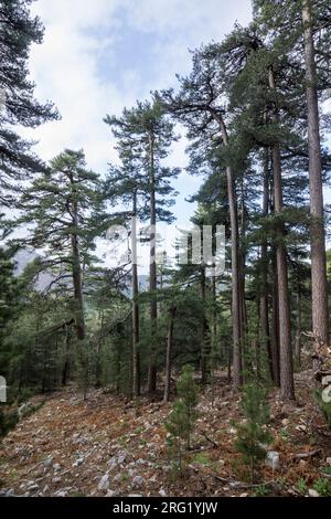 Corsican Nuthatch - Korsenkleiber - Sitta whiteheadi, France (Corsica ...