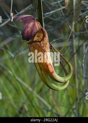 Common Swamp Pitcher Plant (Nepenthes mirabilis). The most widespread ...