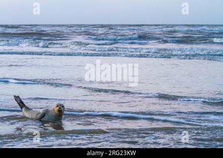 Common Seal, Phoca vitulina, immature animal resting on the beach with ...