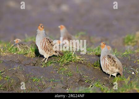 Grey Partridge, Perdix perdix family flock at agriculture field created ...