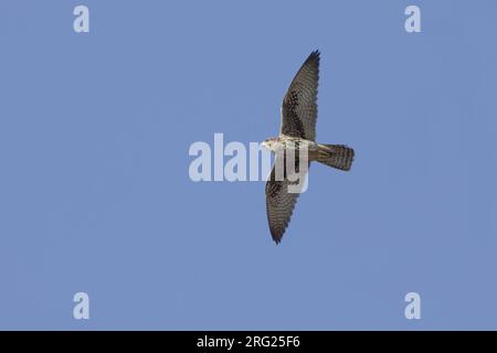 Lanner Falcon in flight, Lannervalk in vlucht Stock Photo - Alamy