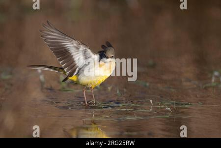 Grey Wagtail (Motacilla cinerea cinerea) a 2cy bird showing underwing ...