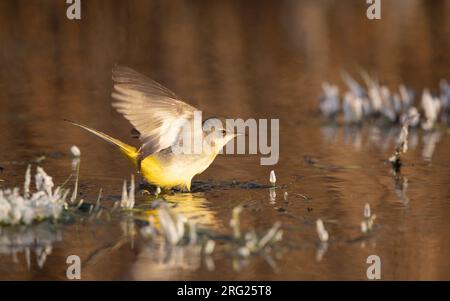 Grey Wagtail (Motacilla cinerea cinerea) a 2cy bird showing underwing ...