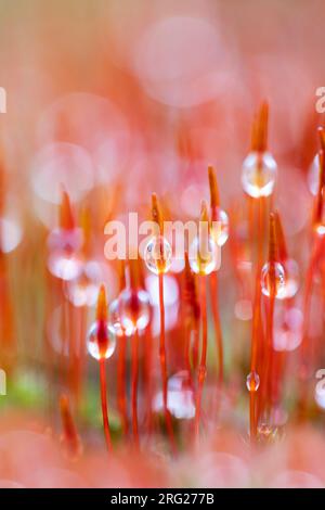 sporophyte of Bristly haircap moss Stock Photo - Alamy
