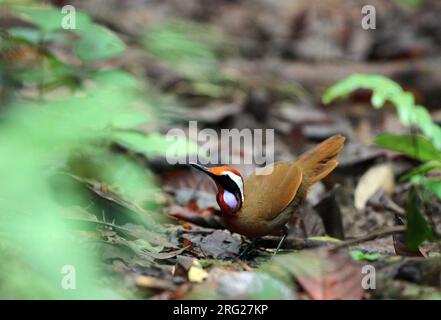 Displaying Malaysian rail-babbler (Eupetes macrocerus) walking on the ...
