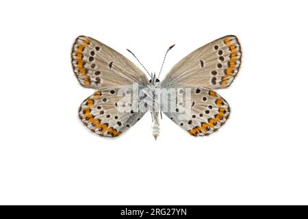 Female Reverdin's Blue Stock Photo - Alamy