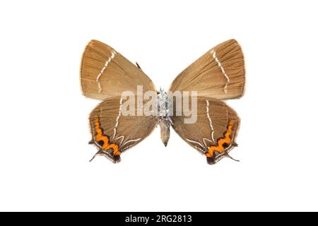 White-letter Hairstreak , iepenpage , Satyrium w-album Stock Photo - Alamy