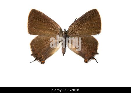 White-letter Hairstreak , Iepenpage, Satyrium w-album Stock Photo - Alamy