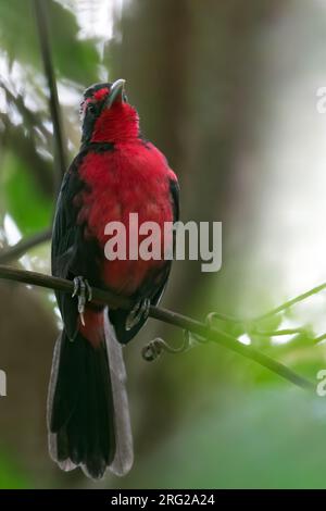 Male Rosy Thrush-Tanager (Rhodinocichla rosea) perched on a branch in a ...