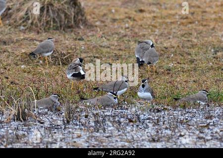Endemic Spot-breasted Plover (Vanellus melanocephalus) in Ethiopia. An ...