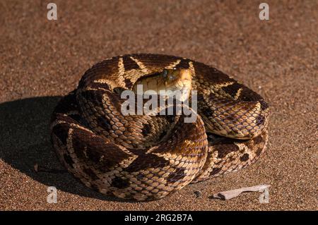 Portrait of a highly venomous fer de lance viper, Bothrops asper. Osa ...