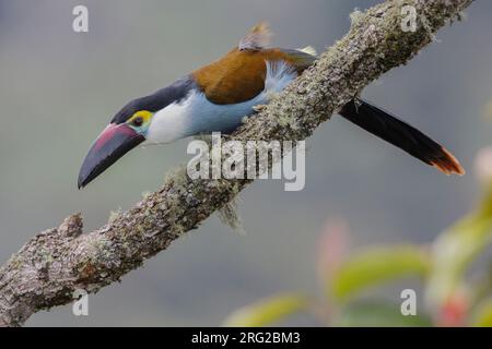 Black-billed Mountain-Toucan (Andigena nigrirostris), Colombia Stock ...