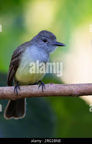 Panama Flycatcher (Myiarchus panamensis) perched on a branch in a ...