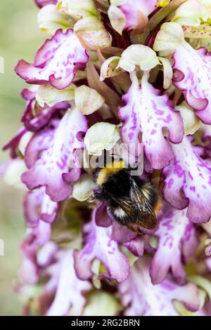 Early bumblebee (Bombus pratorum), family Apidae on white flowers of ...