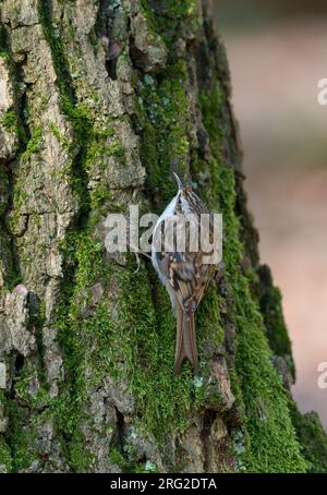 Central European Treecreeper (Certhia familiaris macrodactyla) sitting ...