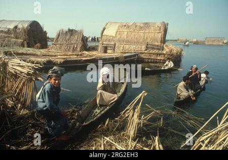 Marsh Arabs Iraq 1980s. Water buffalo swimming Mesopotamian Marshes ...
