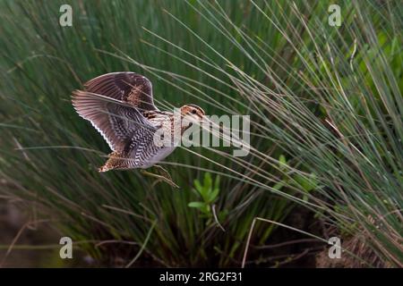 Watersnip landend; Common Snipe landing Stock Photo - Alamy