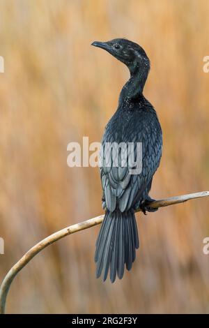 Pygmy Cormorant (Microcarbo pygmaeus) in Italy. Sitting on a branch ...