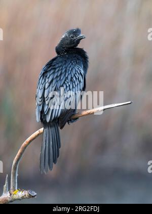 Pygmy Cormorant (Microcarbo pygmaeus) in Italy. Sitting on a branch ...