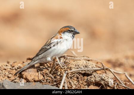 Male Iago Sparrow (Passer iagoensis) sitting on the ground, with a ...