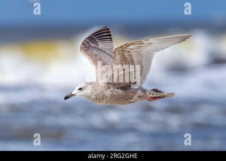 Thayer's gull (Larus thayeri), flying over the water surface, Spain ...