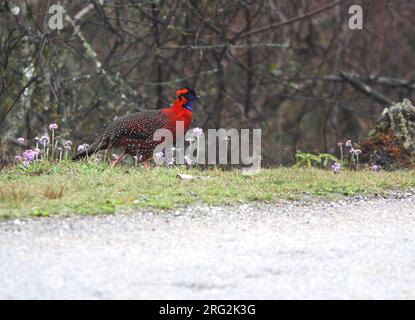 Male Satyr Tragopan (Tragopan satyra) crossing a road in Himalayan ...
