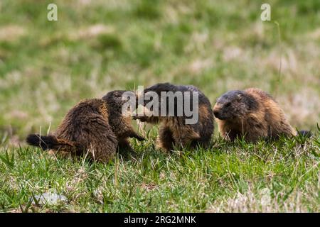 Three alpine marmots, Marmota marmota, playing on grass.. Aosta, Val ...