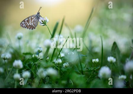 Western marbled white (Melanargia occitanica) isolated on white ...