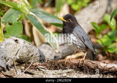 Male Japanese Thrush in spring in Hokkaido, Japan Stock Photo - Alamy